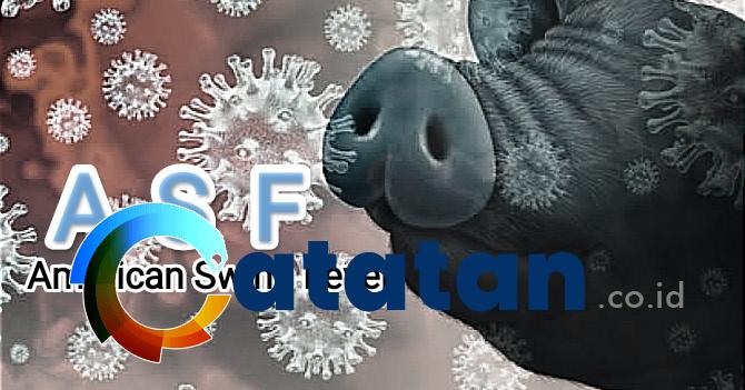 Diduga Terkena ASF, Puluhan Ekor Babi Mati Mendadak di Desa Kenyala ...